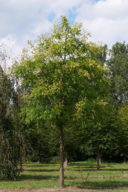 Koelreuteria paniculata | Sapindaceae - Van den Berk Nurseries
